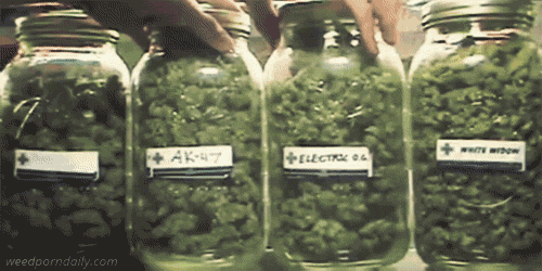 Making a bowl out of weed - The Pub - Shroomery Message Board